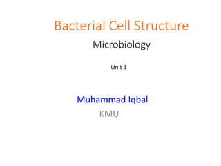 Bacteria (Unit-I)-1.pptx