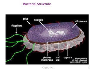 Bacteria (Unit-I)-1.pptx