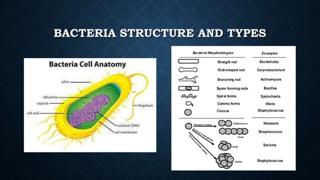 Bacteria & Virus | PPTX