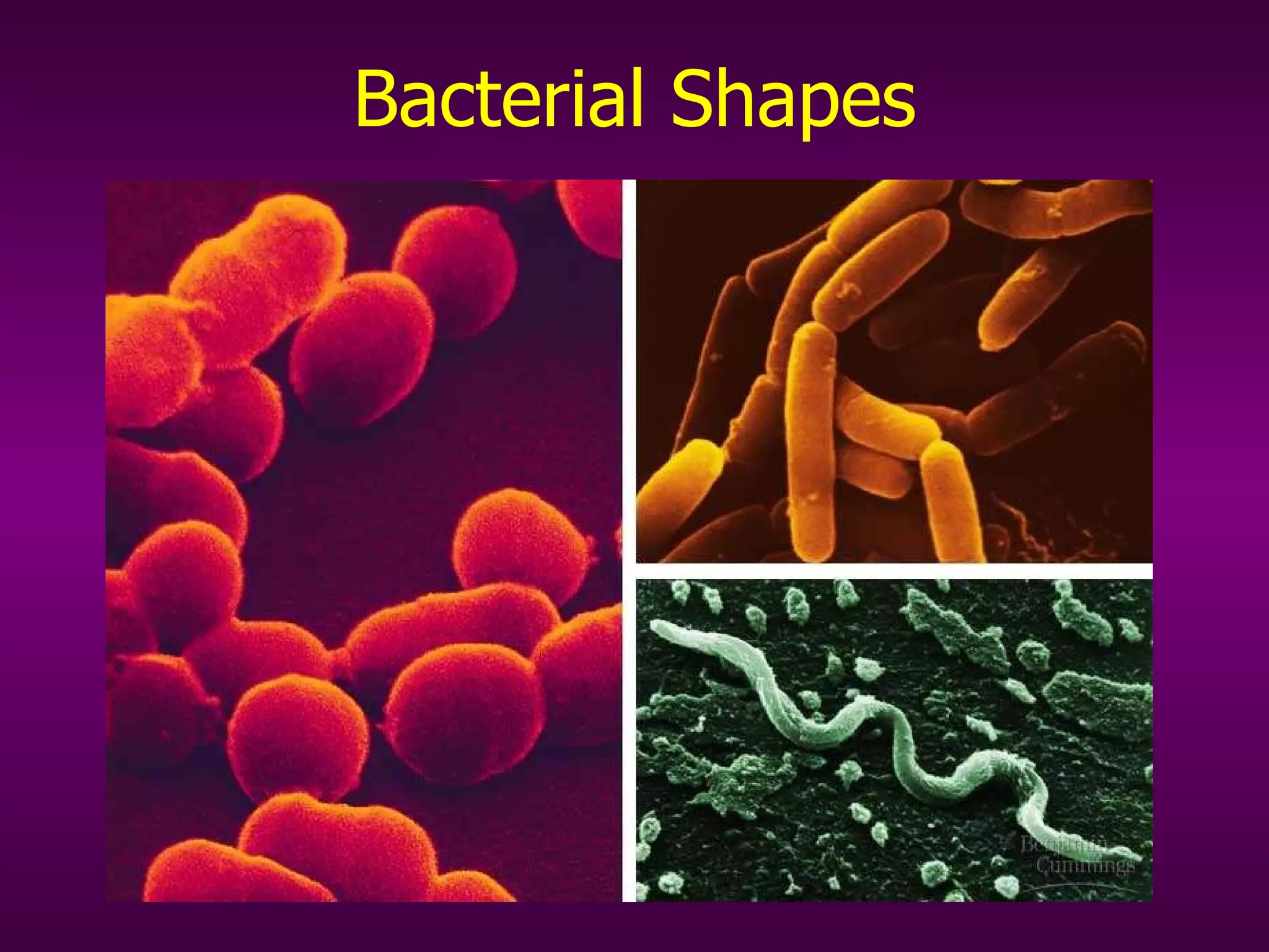 Bacteria & Viruses | PPT