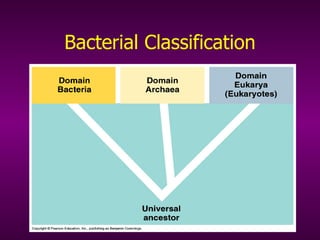 Bacteria & Viruses | PPT