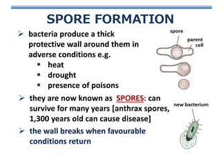 Bacteria & viruses | PPTX