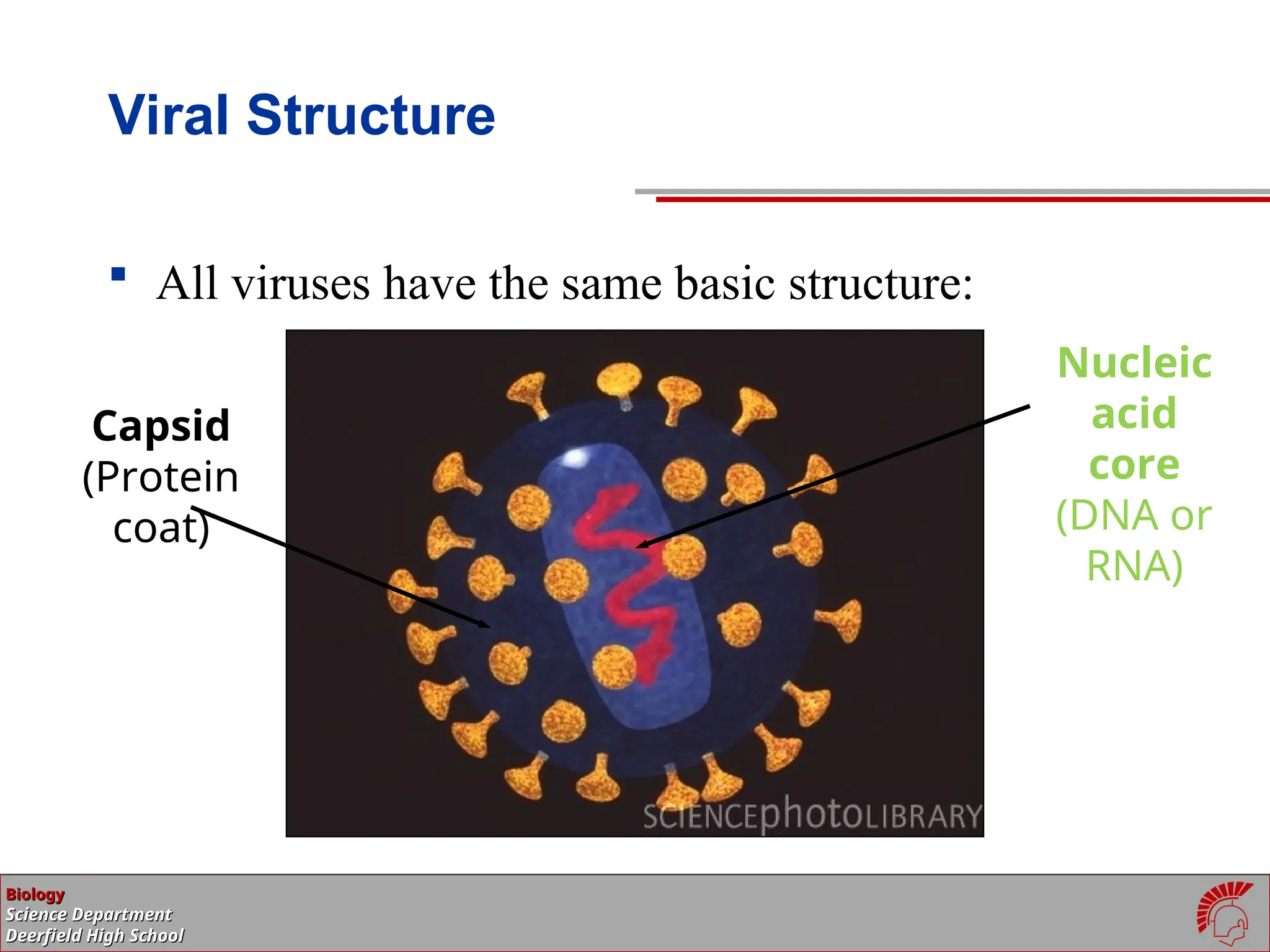 bacteria and viruses structure and functions.ppt