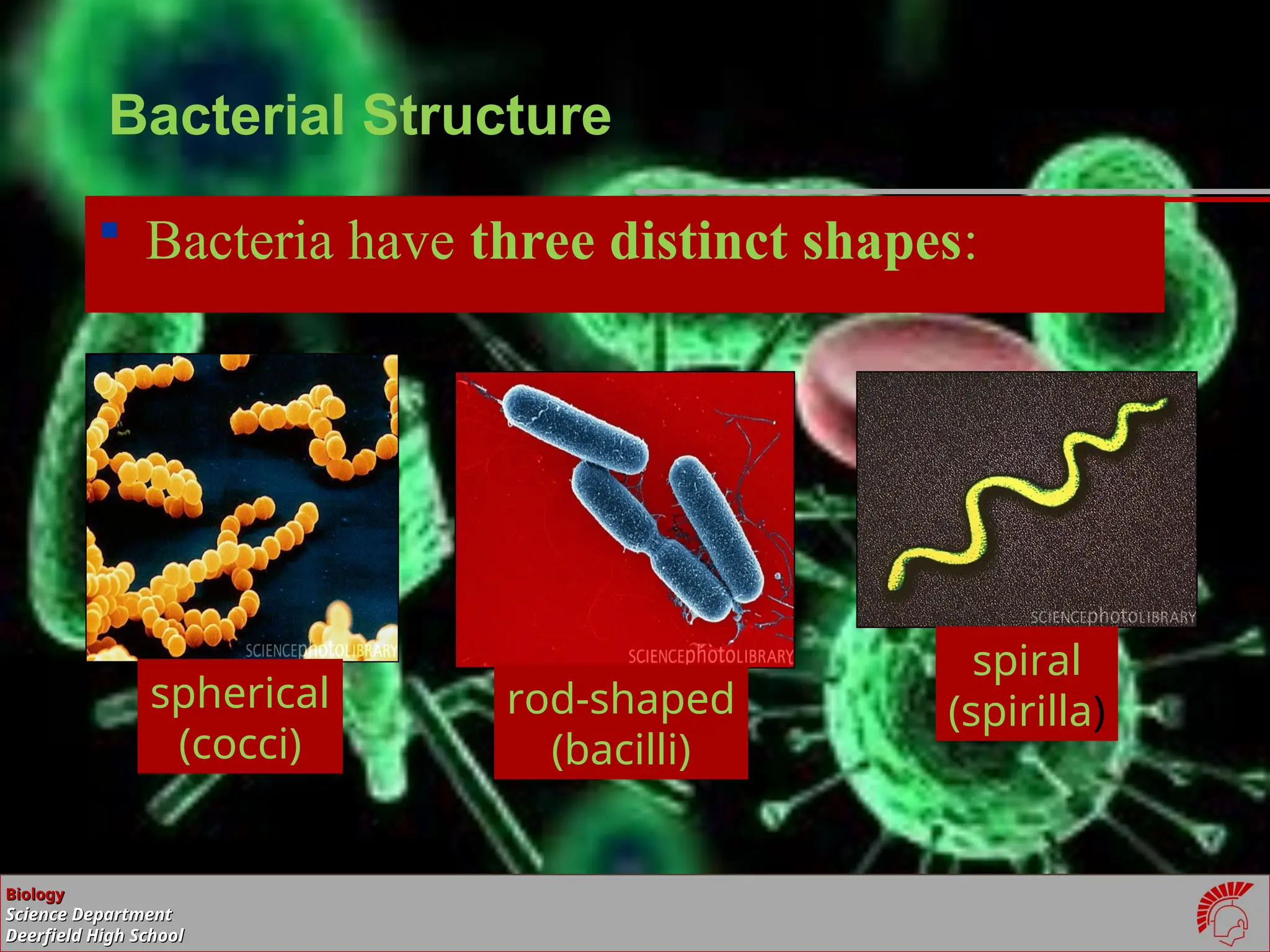 bacteria and viruses structure and functions.ppt