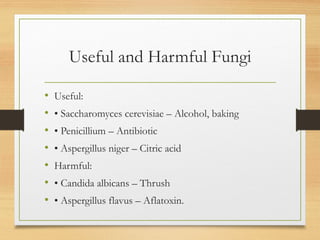 Bacteria, Virus ,Fungi, structure, classification | PPTX