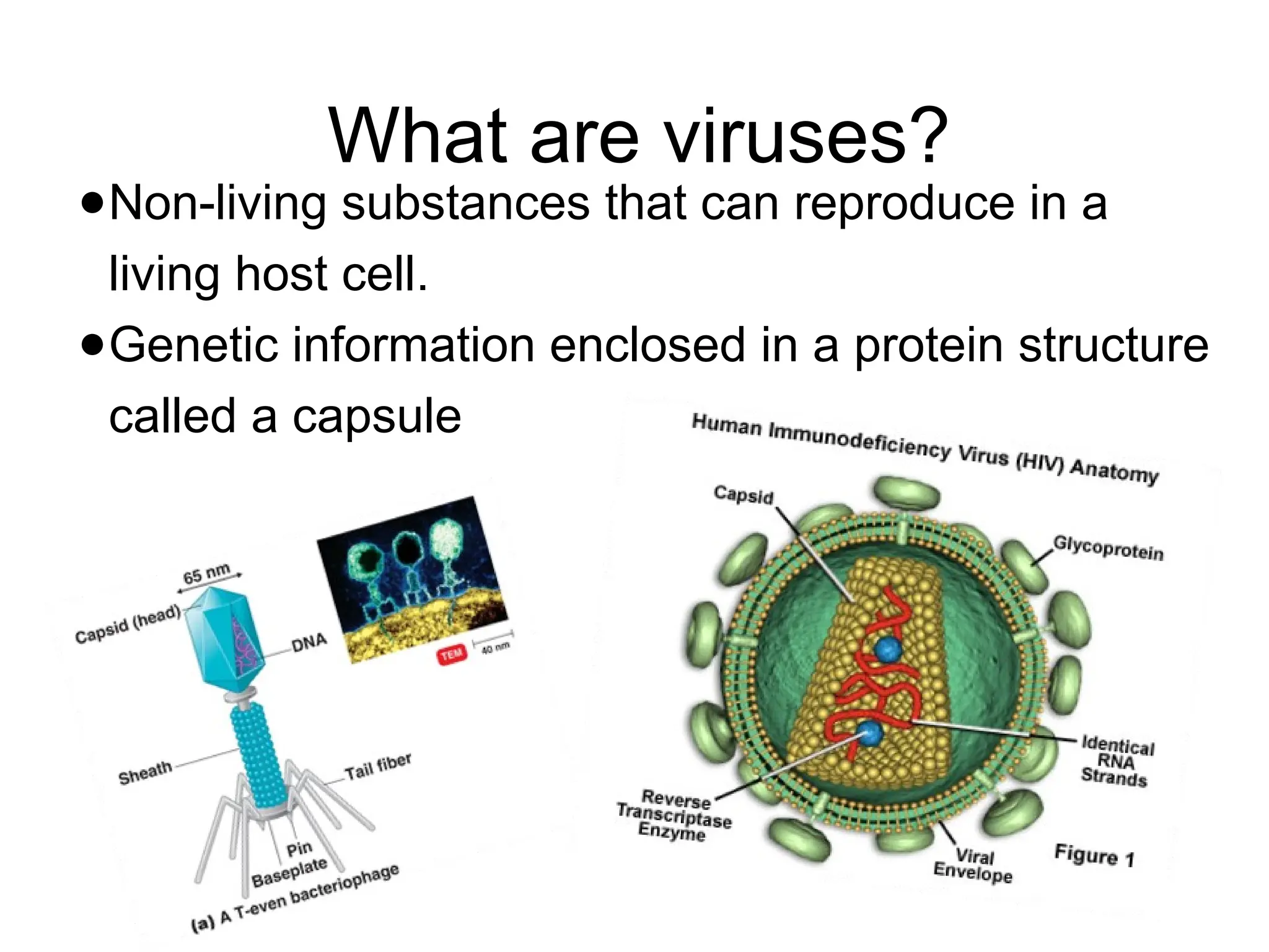 Bacteria vs Virus PPT.pptx microbiology. | PPTX