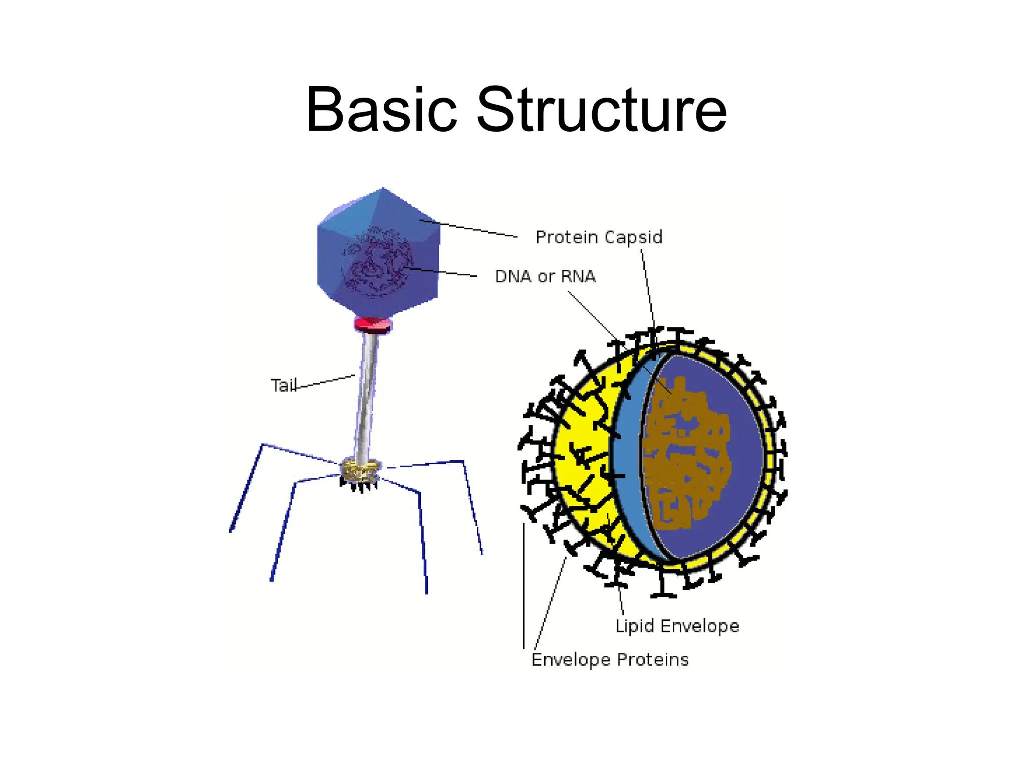 Bacteria vs Virus PPT.pptx microbiology. | PPTX