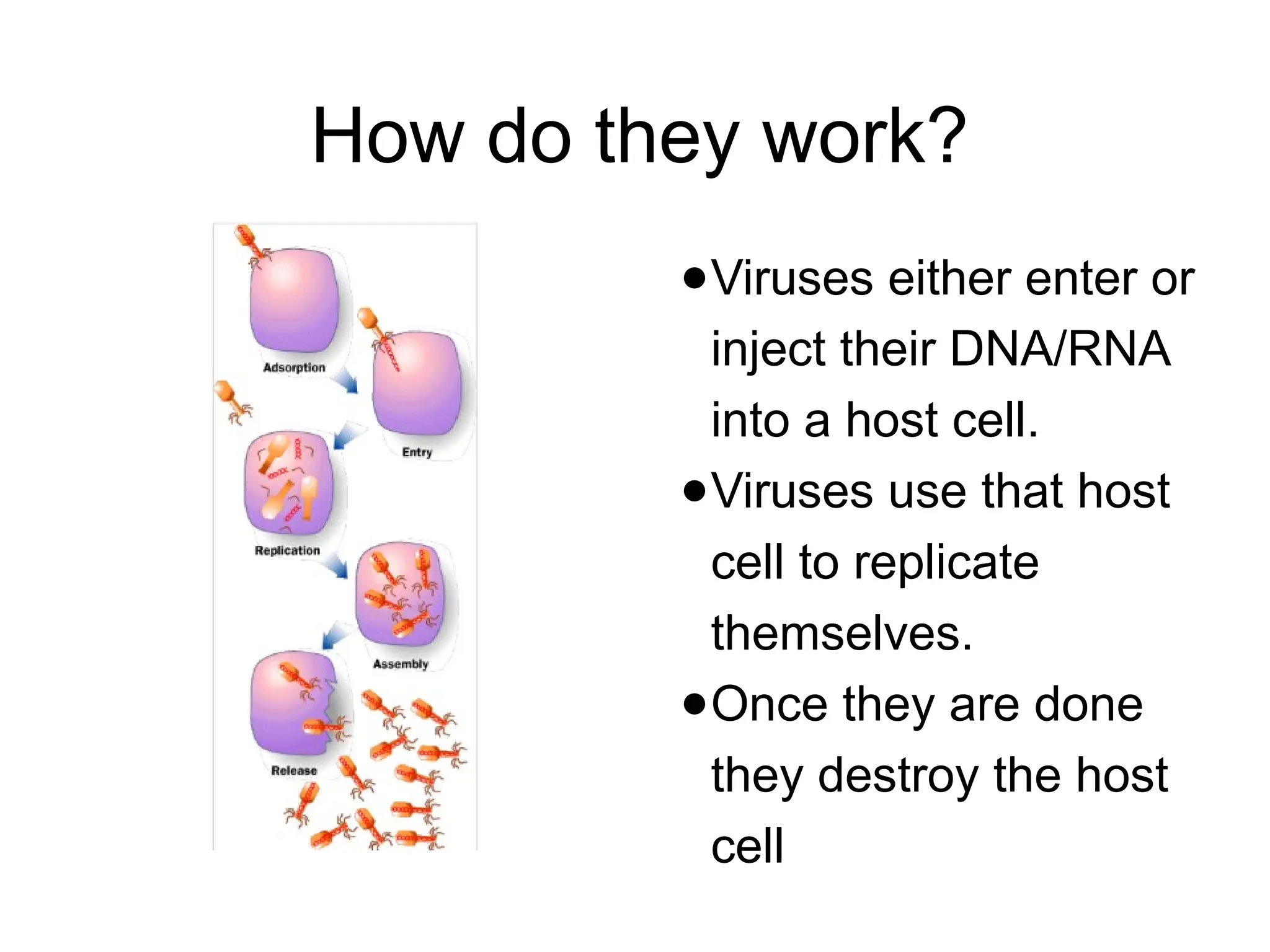 Bacteria vs Virus PPT.pptx microbiology. | PPTX