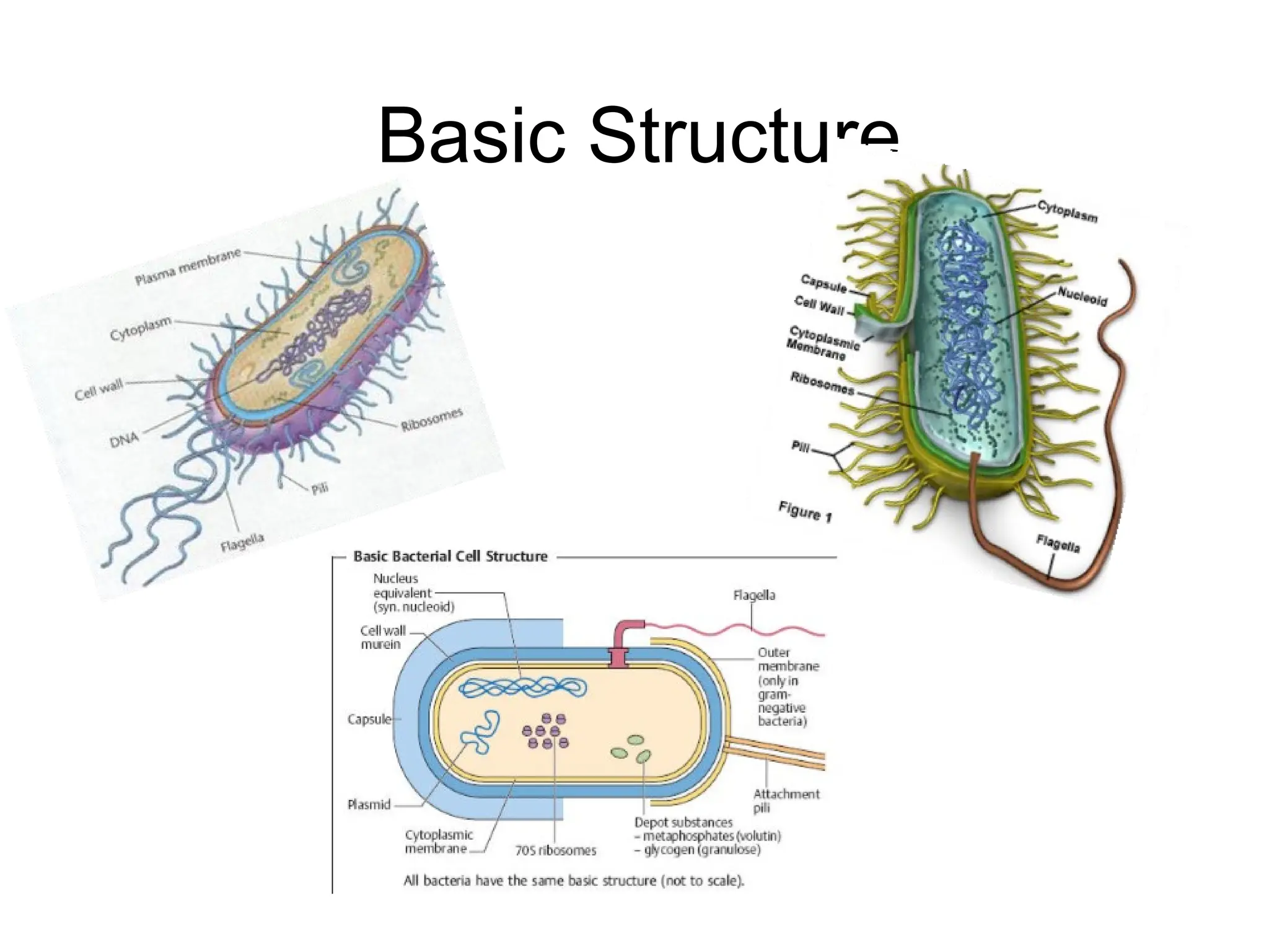 Bacteria vs Virus PPT.pptx microbiology. | PPTX