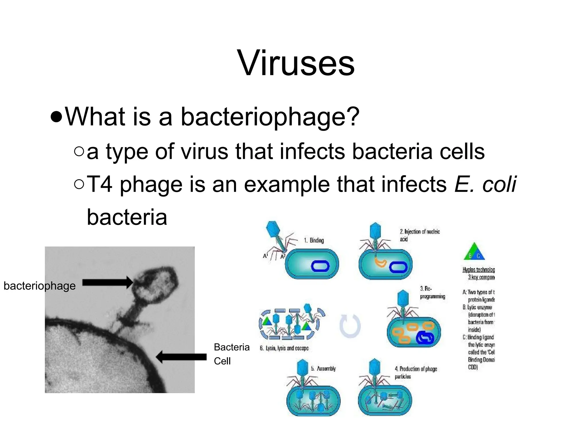 Bacteria vs Virus PPT.pptx microbiology. | PPT