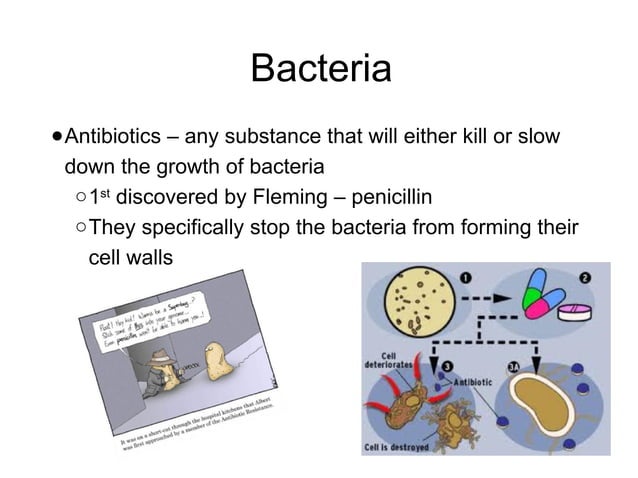 Bacteria vs Virus PPT.pptx microbiology. | PPTX