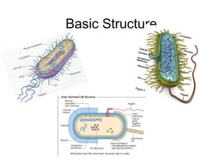 Bacteria vs Virus PPT.pptx microbiology. | PPTX
