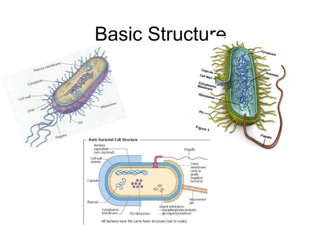 Bacteria vs Virus PPT.pptx microbiology. | PPT