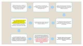 Bacteriemia asociada a catéter de alto flujo –.pptx