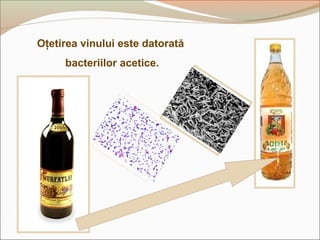 Bacterii | PPT