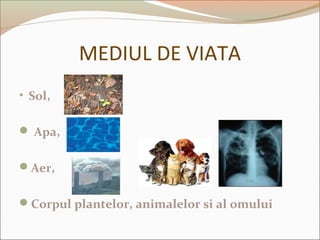Bacterii | PPT
