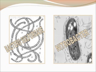 Bacterii | PPT