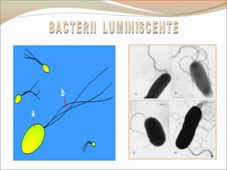 Bacterii | PPT