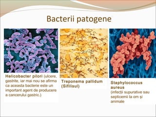 Bacterii | PPT