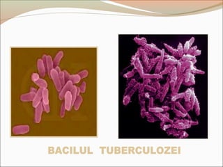 Bacterii | PPT