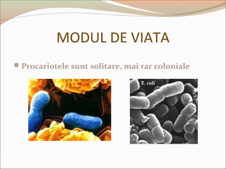 Bacterii | PPT