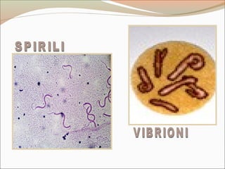 Bacterii | PPT