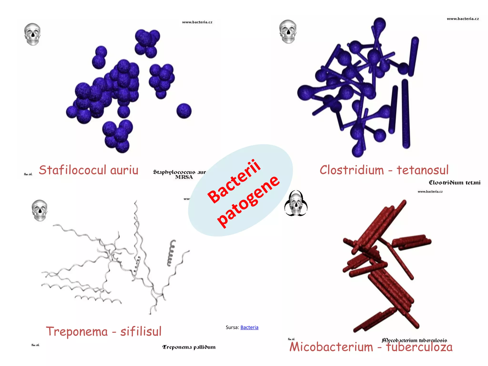 Bacterii și Arhebacterii.pdf
