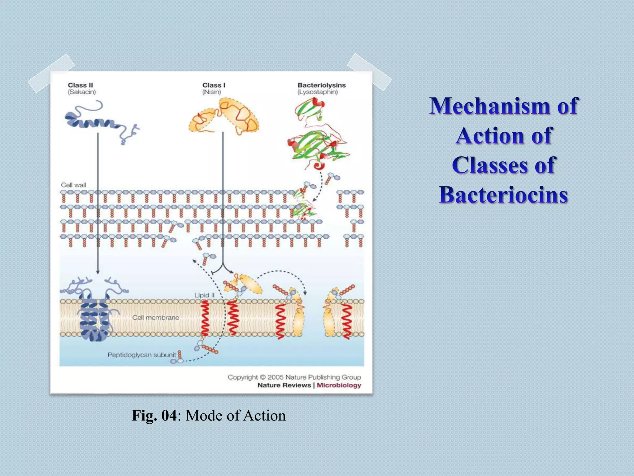 Bacteriocins | PPTX