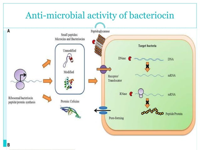 Bacteriocins from lactic acid bacteria | PPTX | Chemistry | Science