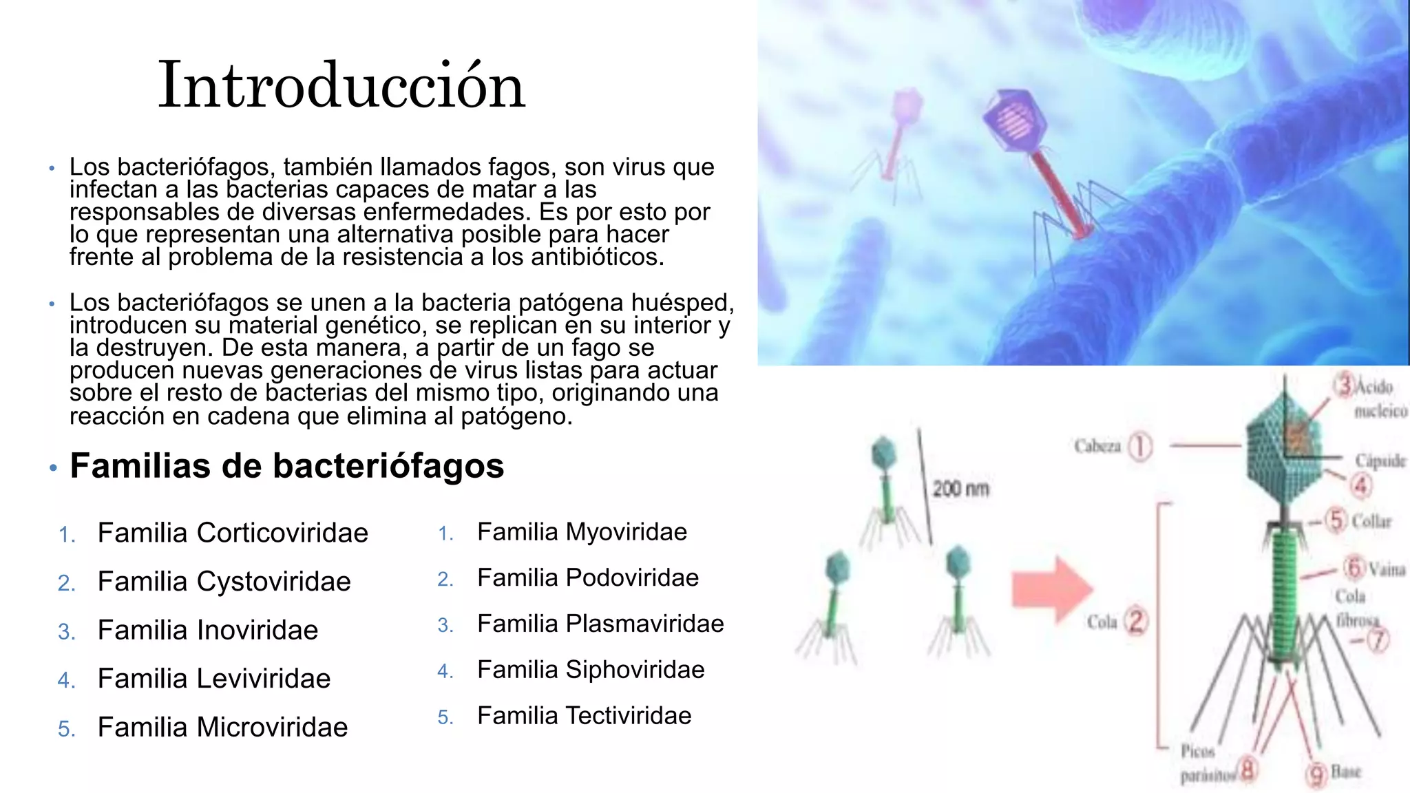 Bacteriofagos | PPT