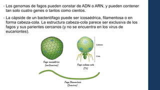 Bacteriofagos | PPTX