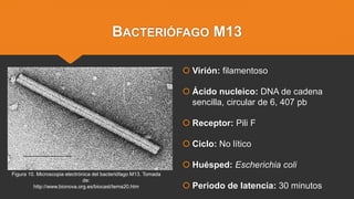 Bacteriófagos aislados de fuentes naturales | PPTX