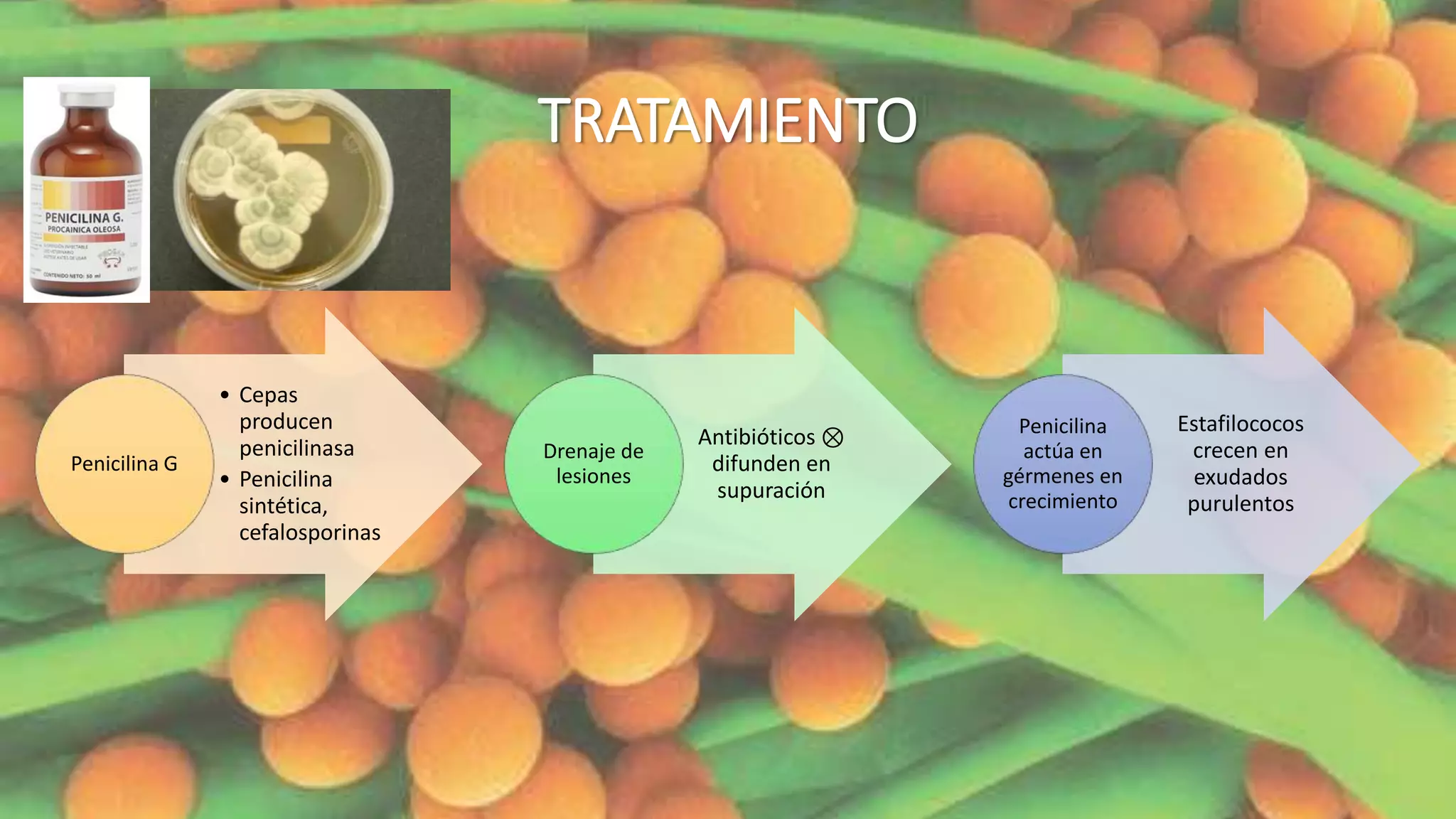 Flora Bacteriana y Enfermedades causadas por Estafilococos | PPTX