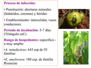 Microbiología agricola, bacterias que afectan las plantas | PPT
