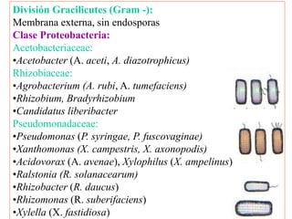 Microbiología agricola, bacterias que afectan las plantas | PPT