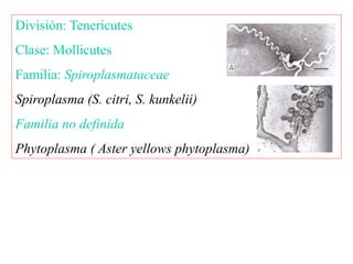 Microbiología agricola, bacterias que afectan las plantas | PPT