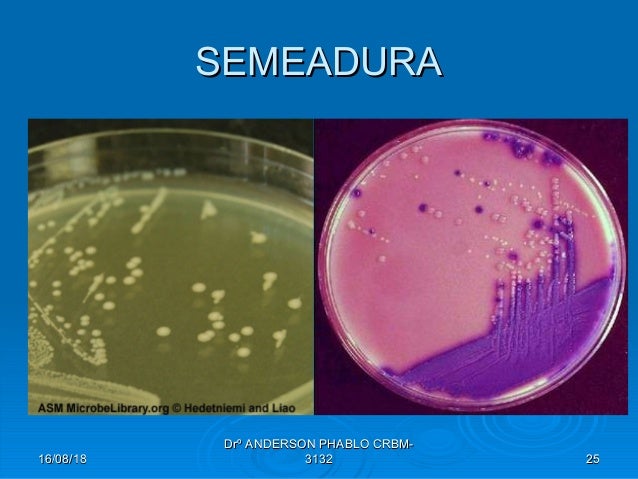 Bacteriologia aula 4 meios de cultura, semeadura e ziehl inssjt