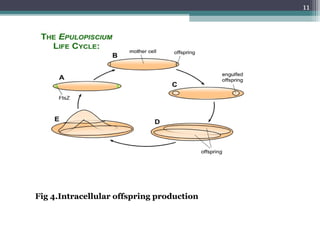 Bacteriological measurement and its physical characteristics | PPT