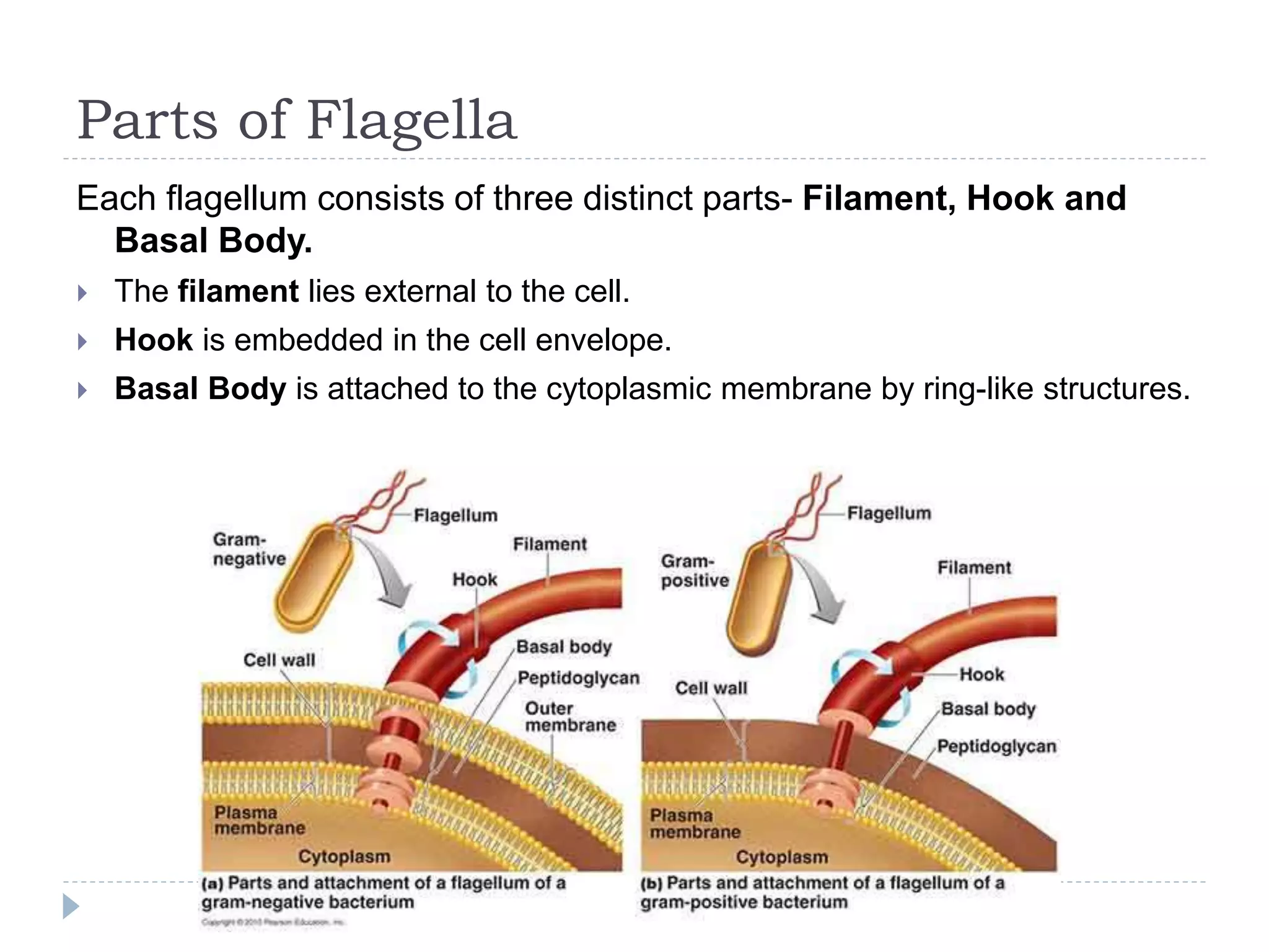 Introduction and Brief about Bacteriology, Bacterial Structure ...