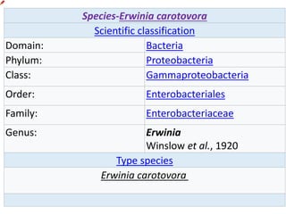 Bacteriology | PPTX