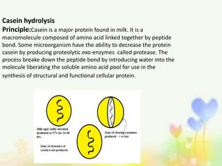 Bacteriology | PPTX