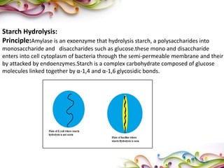 Bacteriology | PPT