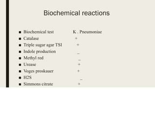 Medical Bacteriology - Klebsilla pneumoniae | PDF