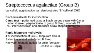 Bacteriology, classification and morphology.pptx