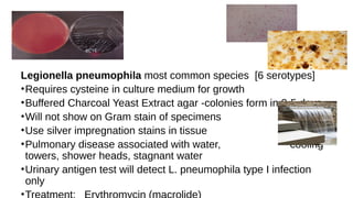 Bacteriology, classification and morphology.pptx