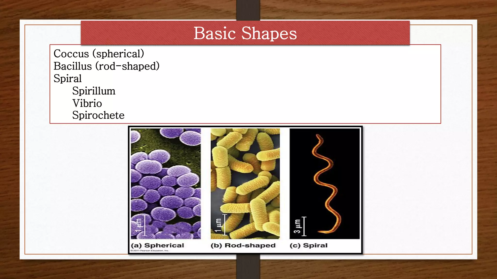 Introduction to Bacteriology | PDF