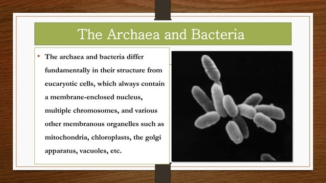 Introduction to Bacteriology | PDF
