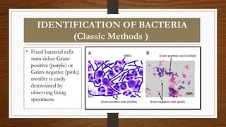 Introduction to Bacteriology | PDF