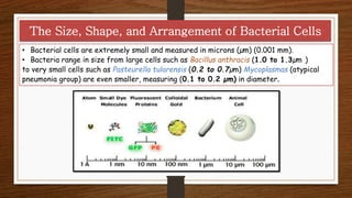 Introduction to Bacteriology | PDF
