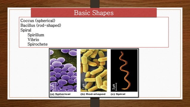 Introduction to Bacteriology | PDF
